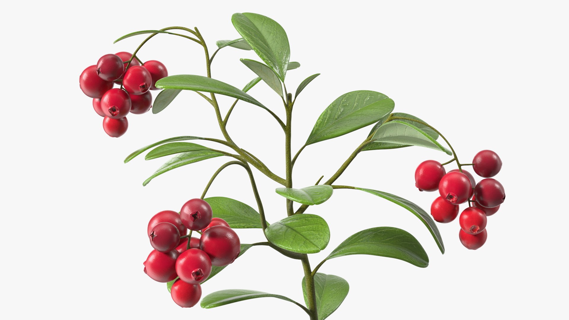 Cranberry Bush 3D Model - TurboSquid 2186742