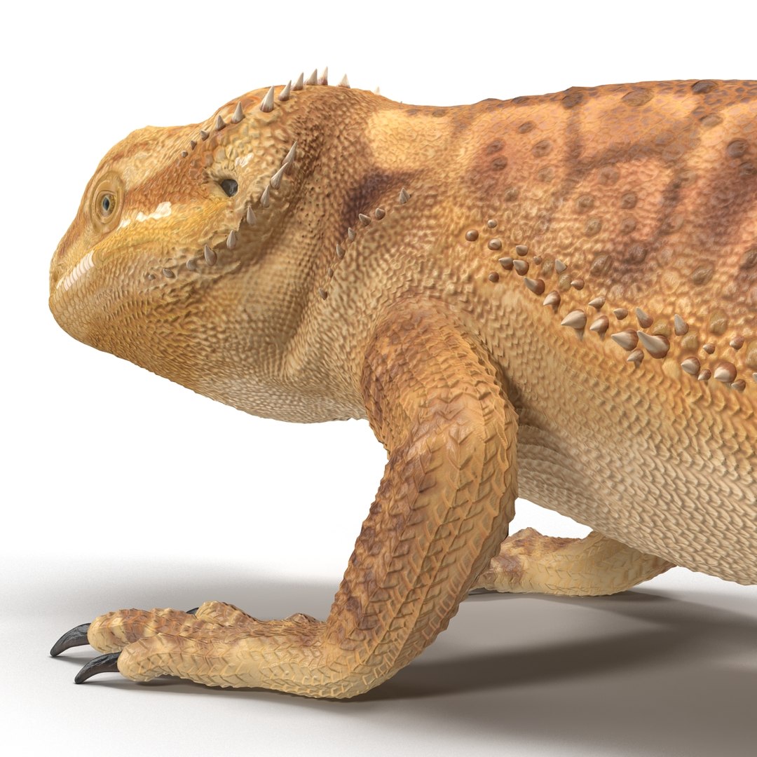 bearded dragon rigged 3d model