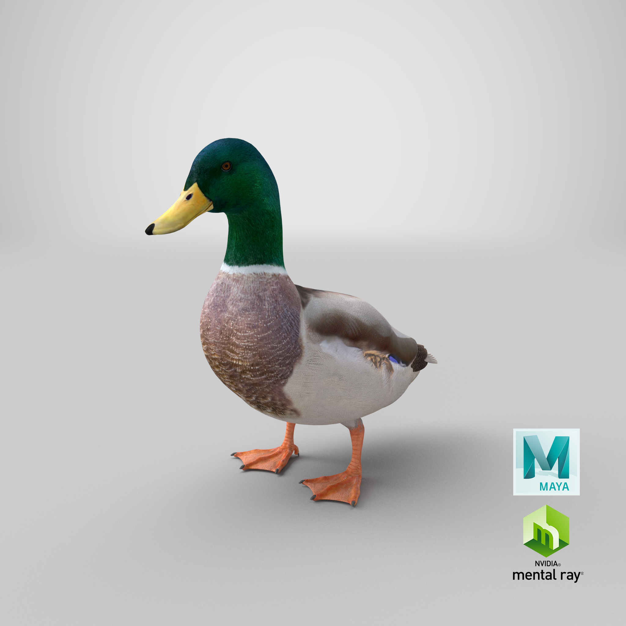 3D Mallard Duck Male-Female model - TurboSquid 1792425