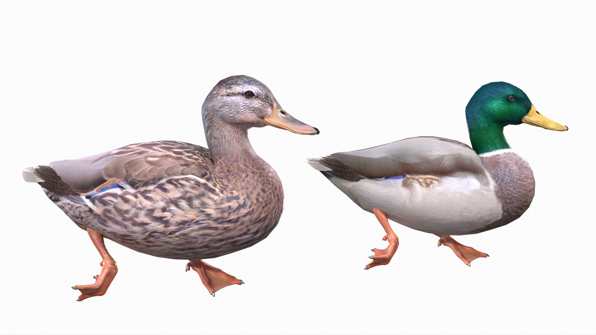 3D Mallard Duck Male-Female Model - TurboSquid 1792425