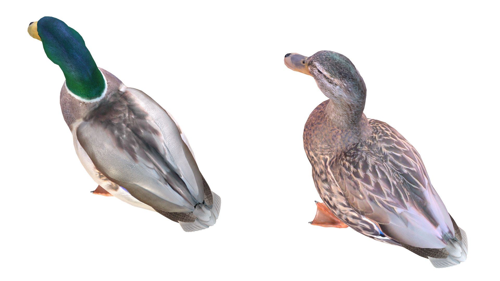 3D Mallard Duck Male-Female Model - TurboSquid 1792425