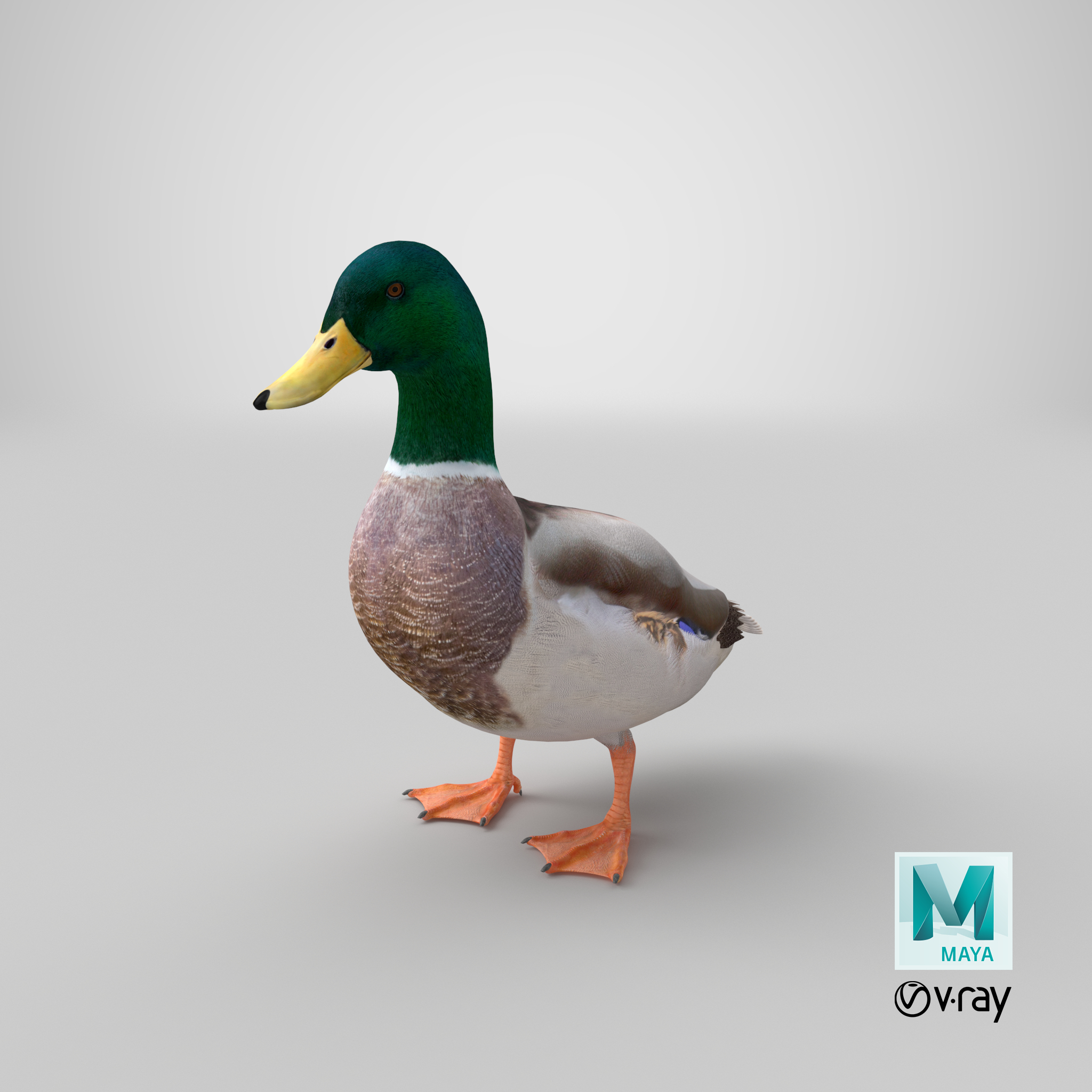 3D Mallard Duck Male-Female model - TurboSquid 1792425