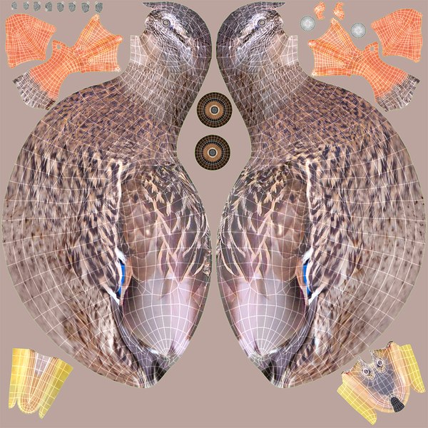 3D Mallard Duck Male-Female model - TurboSquid 1792425