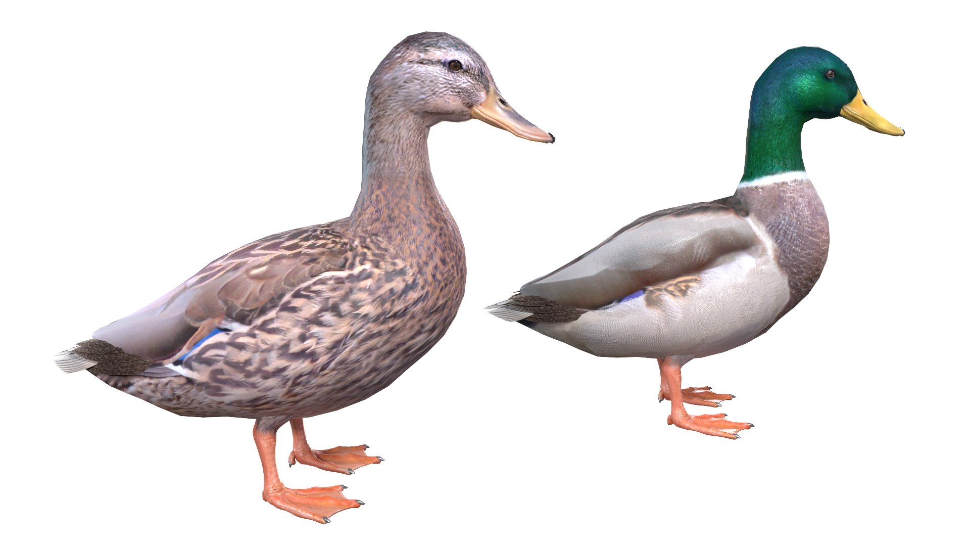3D Mallard Duck Male-Female Model - TurboSquid 1792425