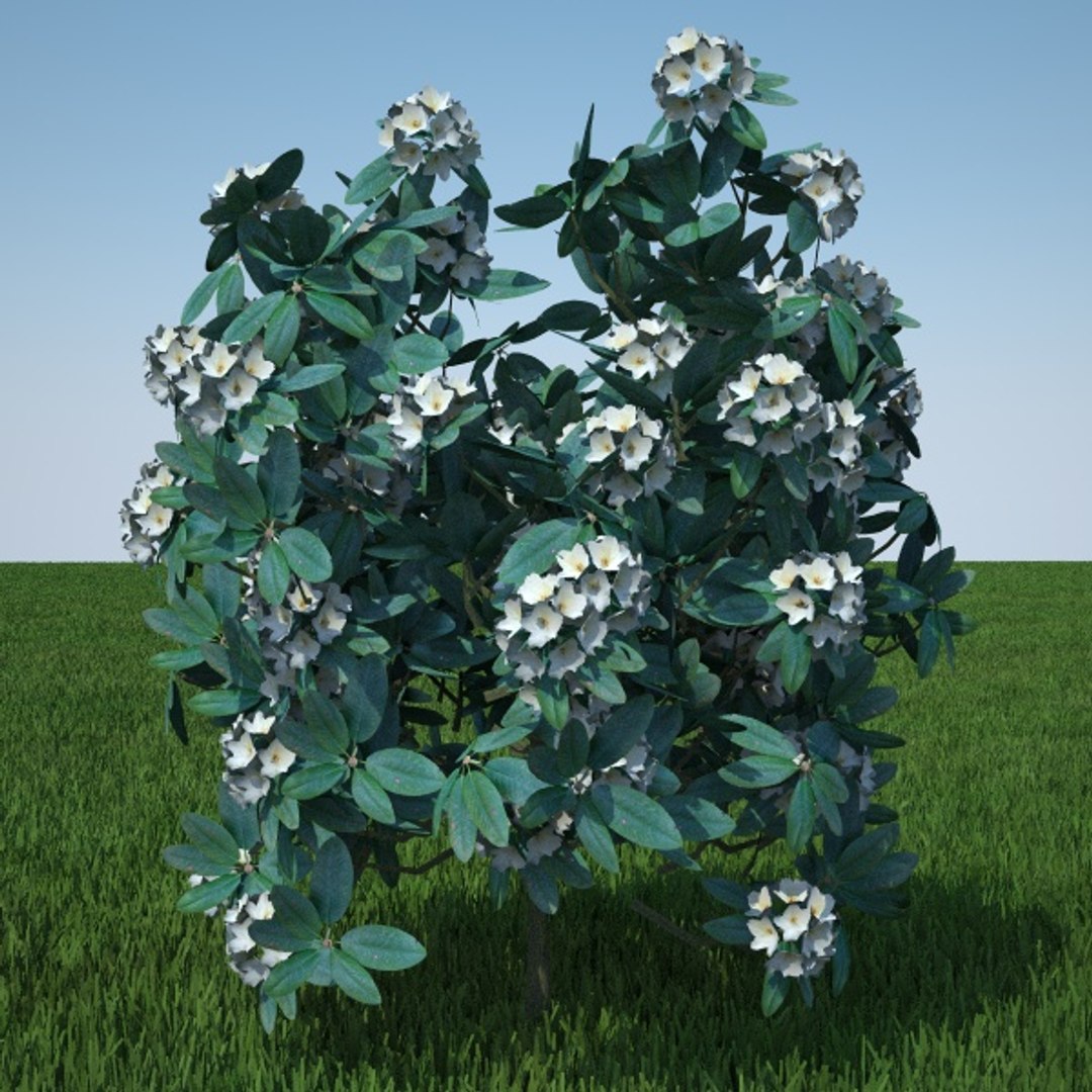 plant flowers 3d obj