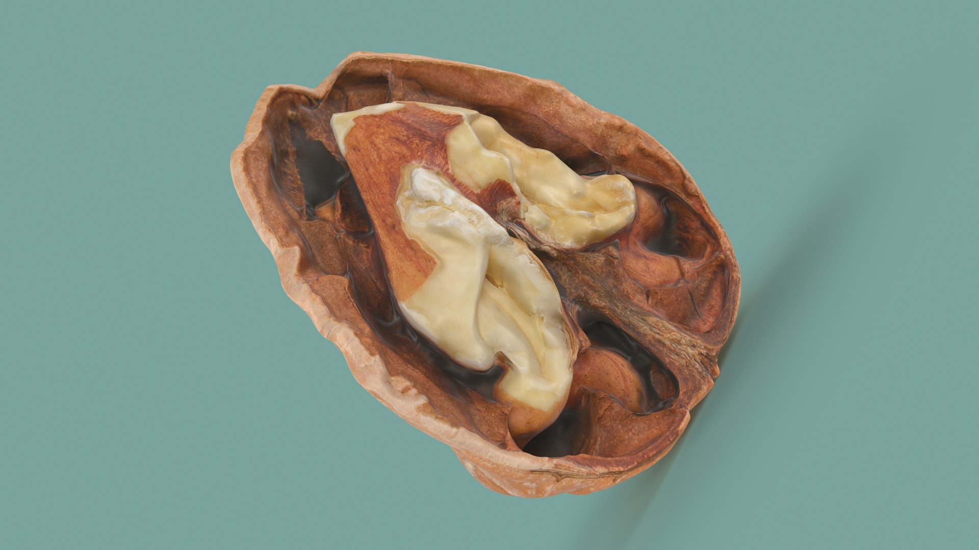 3D Open Half Walnut Shell Collection Model - TurboSquid 2039189