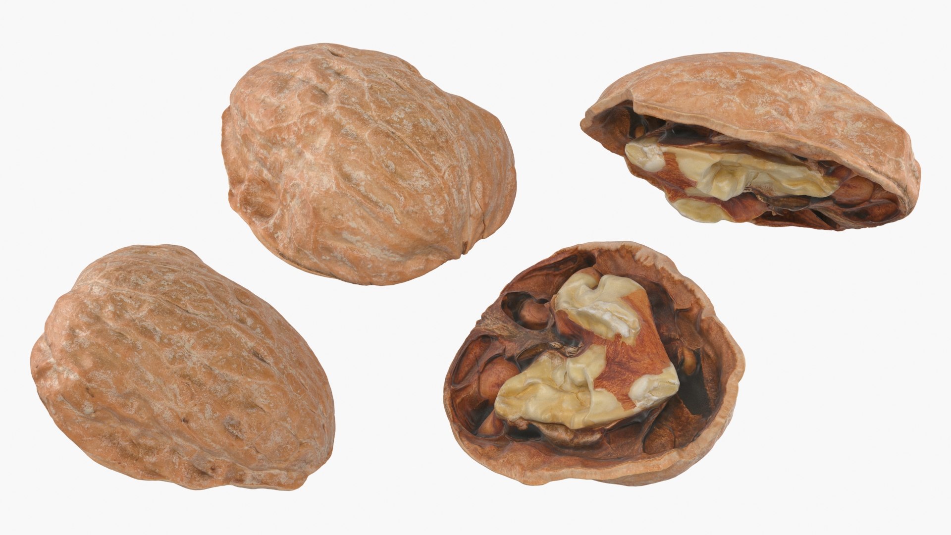 3D Open Half Walnut Shell Collection Model - TurboSquid 2039189