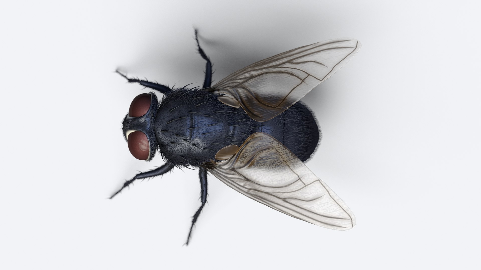 3D Fly Model - TurboSquid 1839219