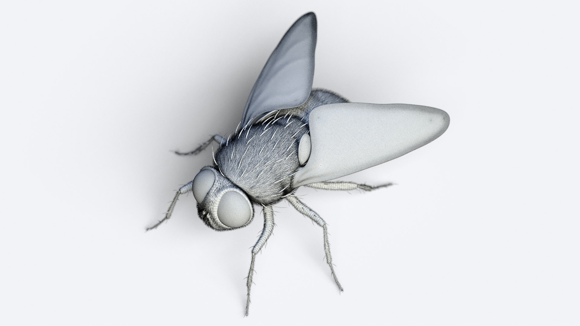 3D Fly Model - TurboSquid 1839219