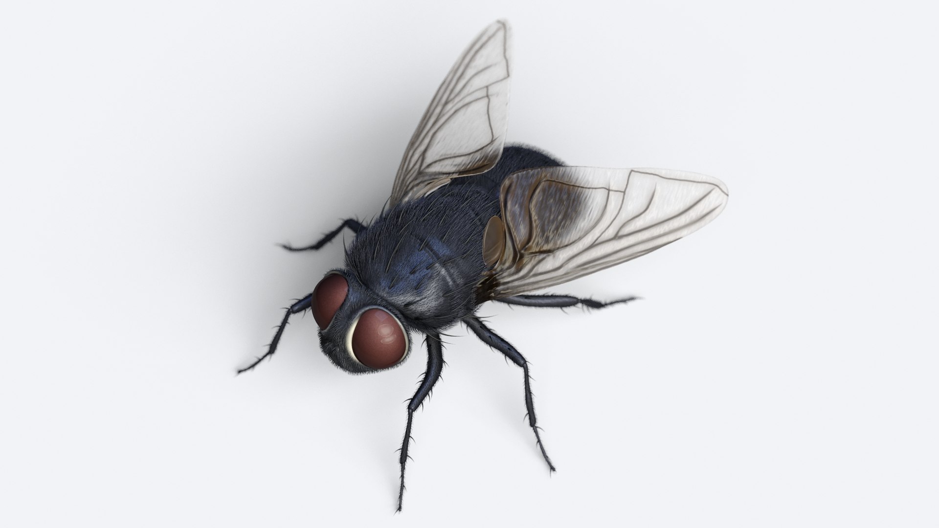 3D Fly Model - TurboSquid 1839219