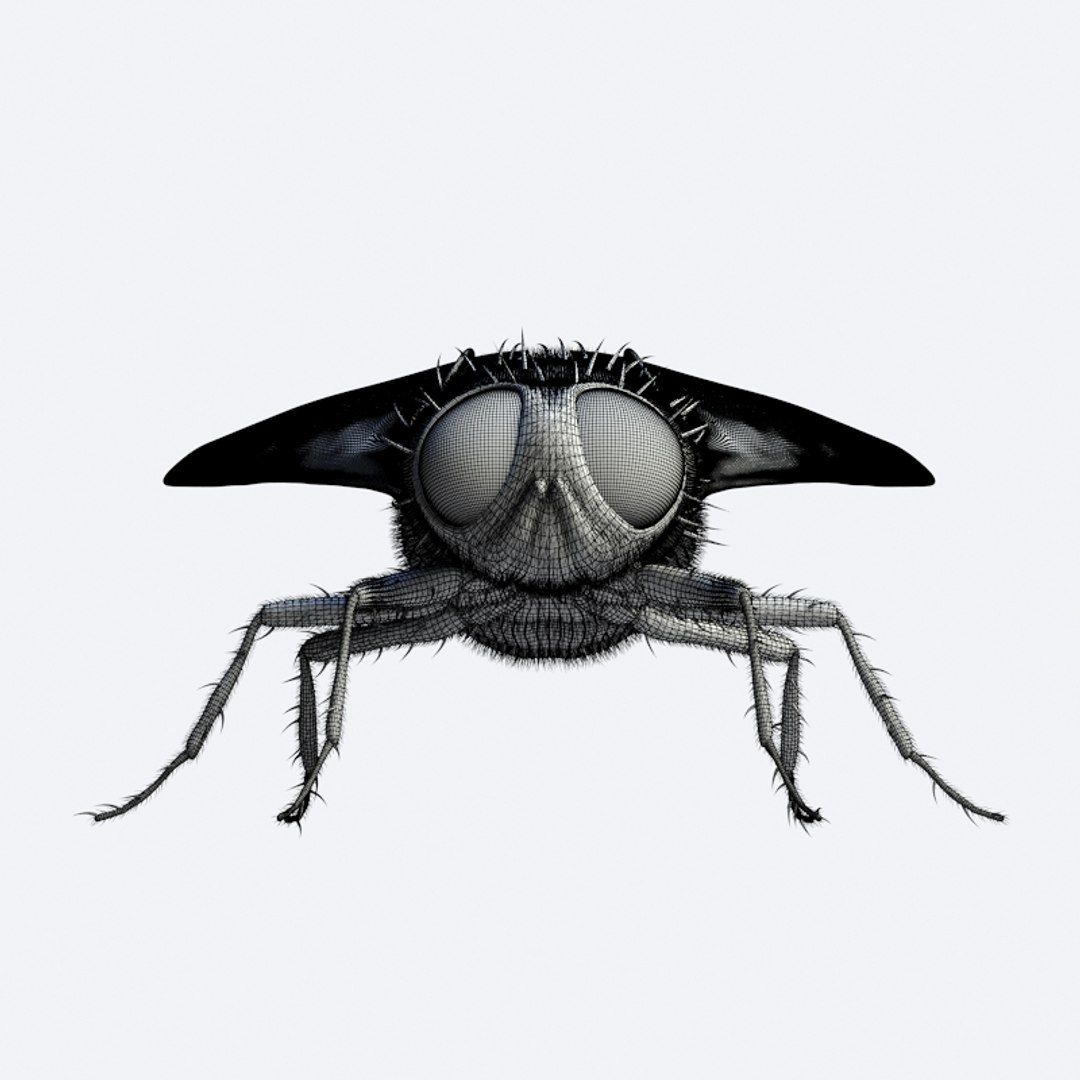 3D Fly Model - TurboSquid 1839219
