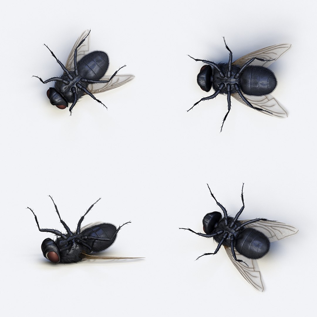 3D Fly Model - TurboSquid 1839219