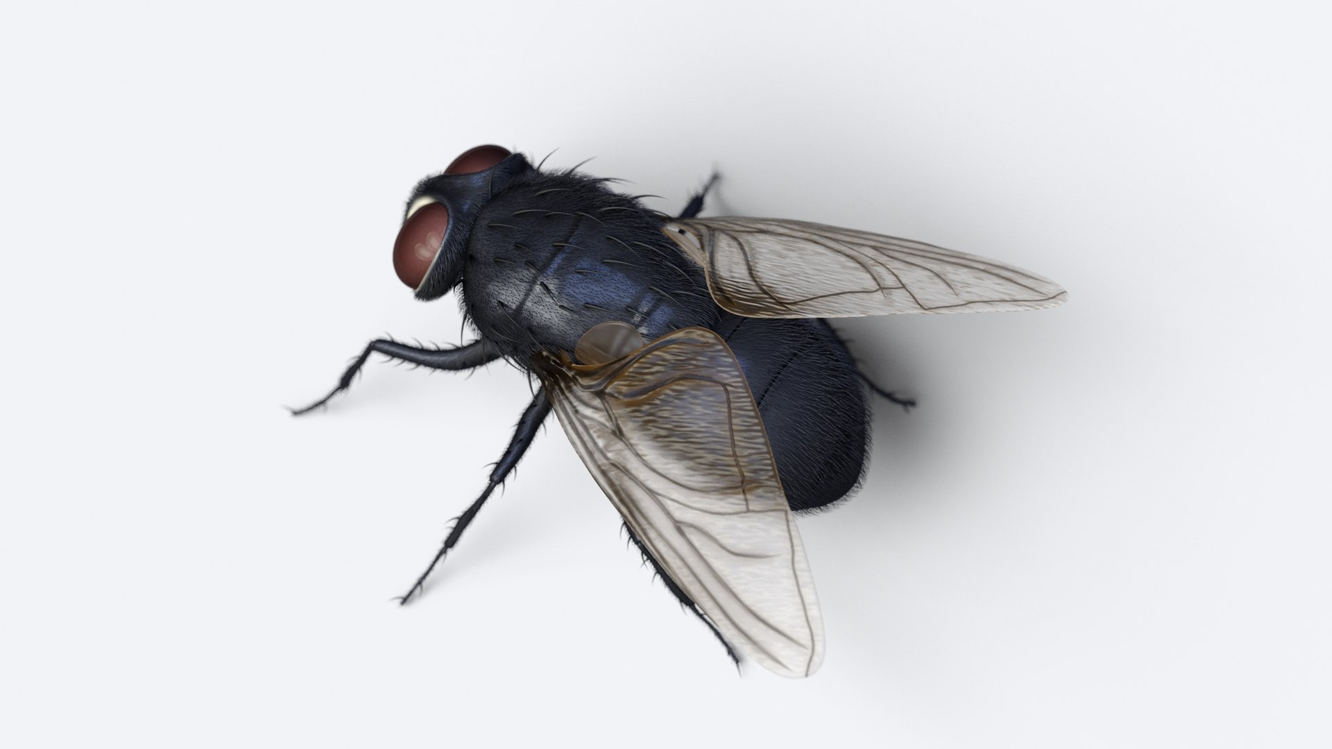 3D Fly Model - TurboSquid 1839219