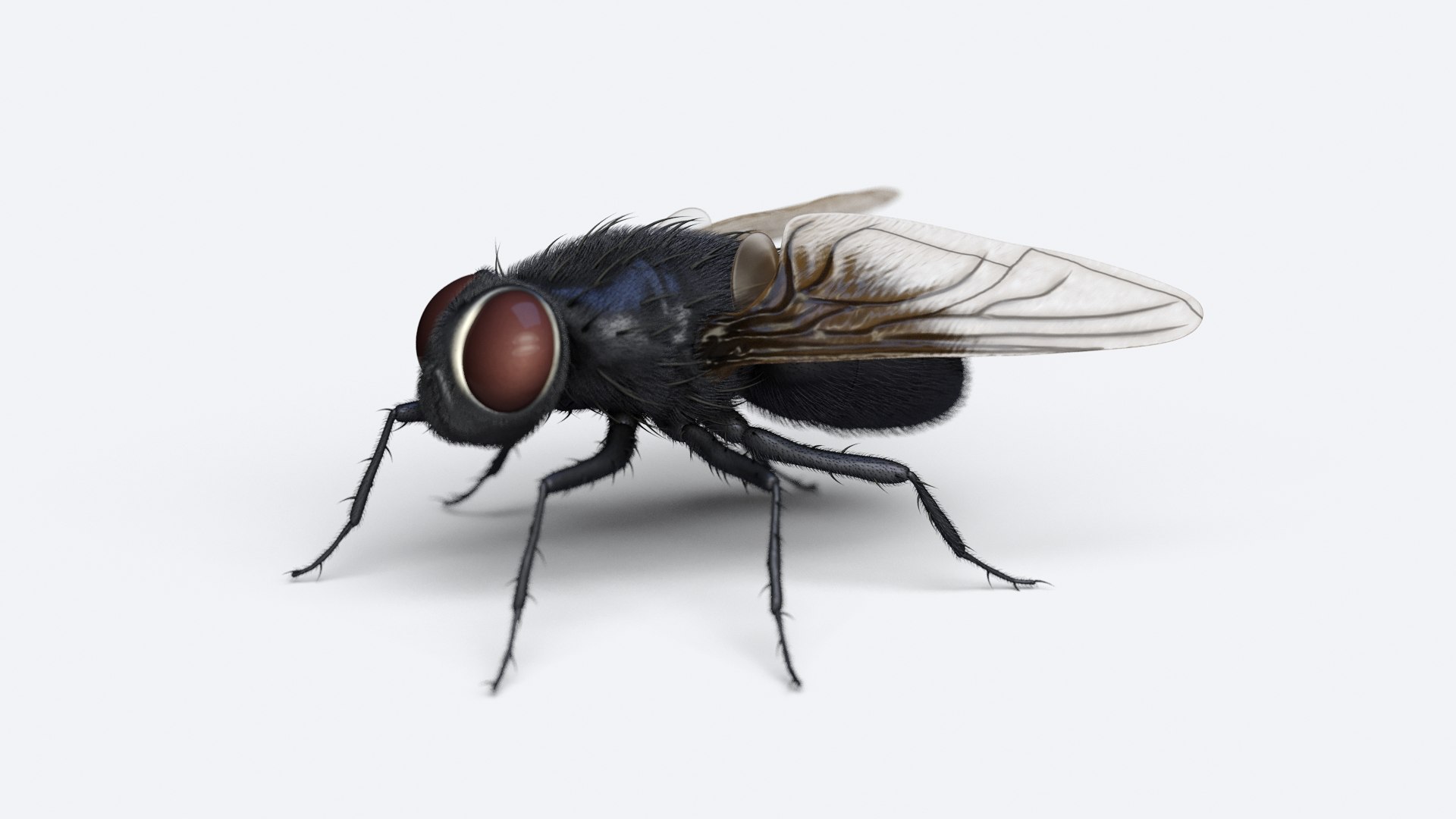 3D Fly Model - TurboSquid 1839219