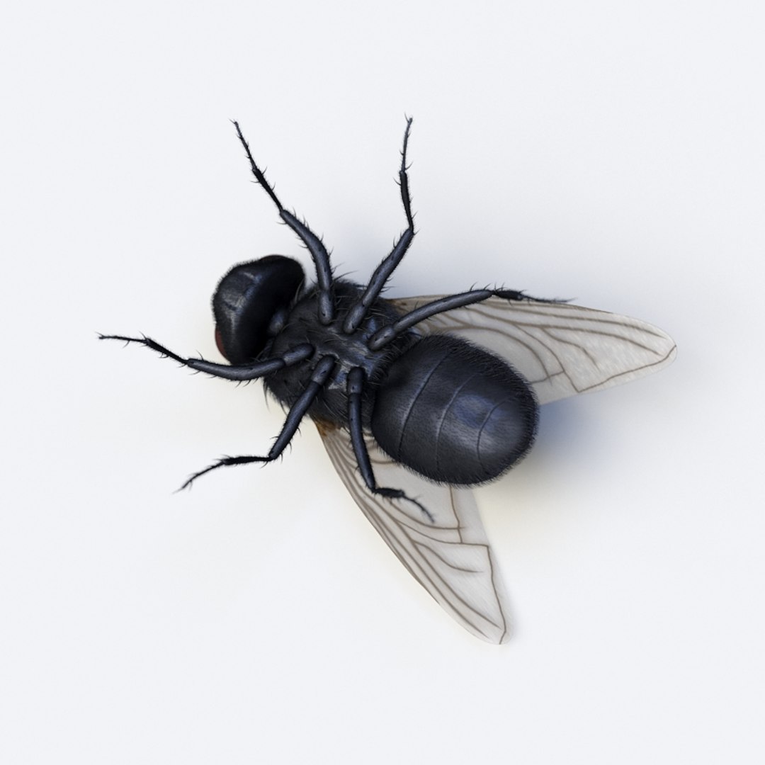 3D Fly Model - TurboSquid 1839219