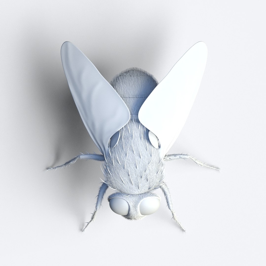 3D Fly Model - TurboSquid 1839219