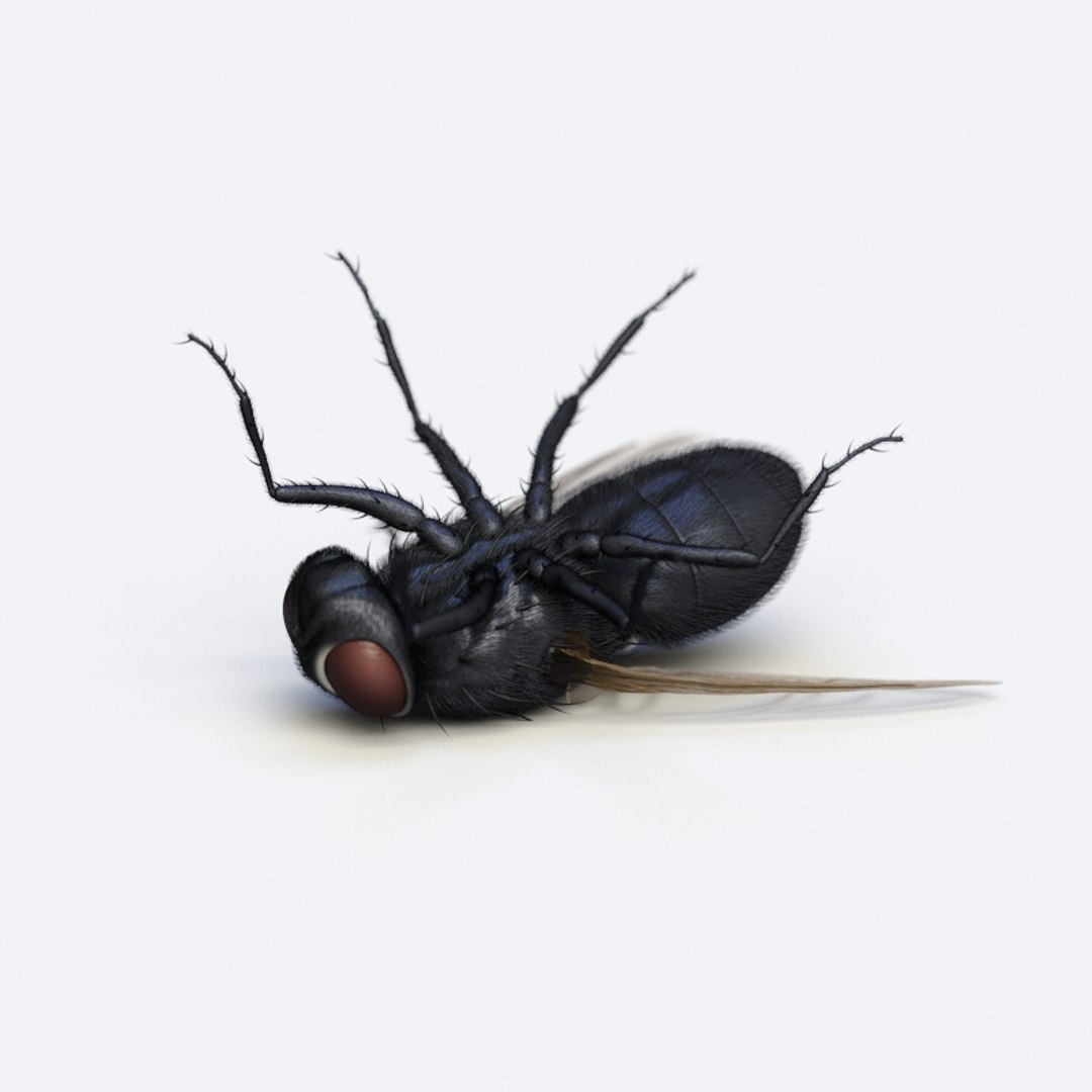 3D Fly Model - TurboSquid 1839219