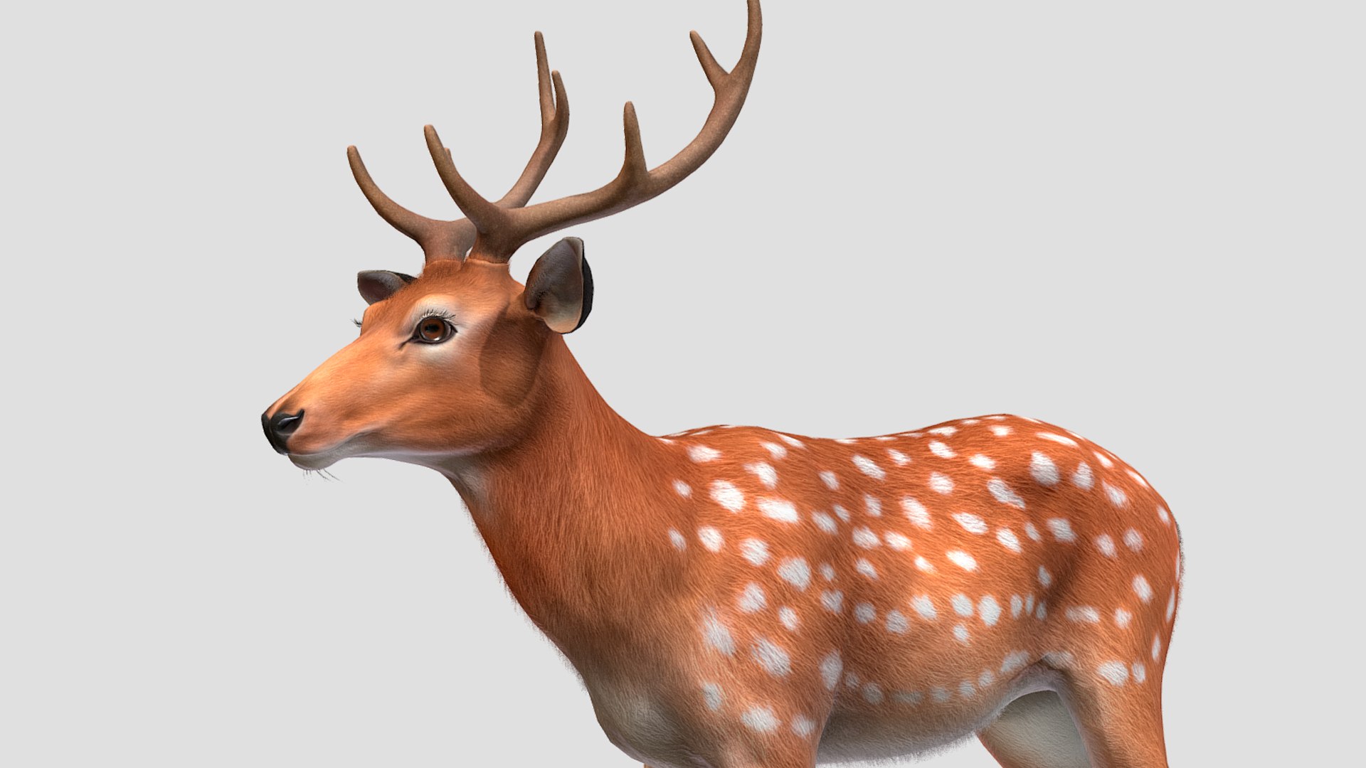 Deer - Stag Model - TurboSquid 2143628