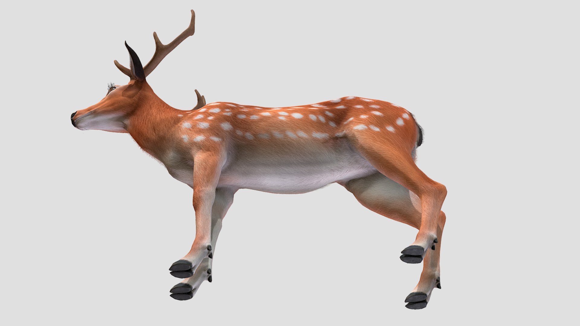 Deer - Stag Model - TurboSquid 2143628