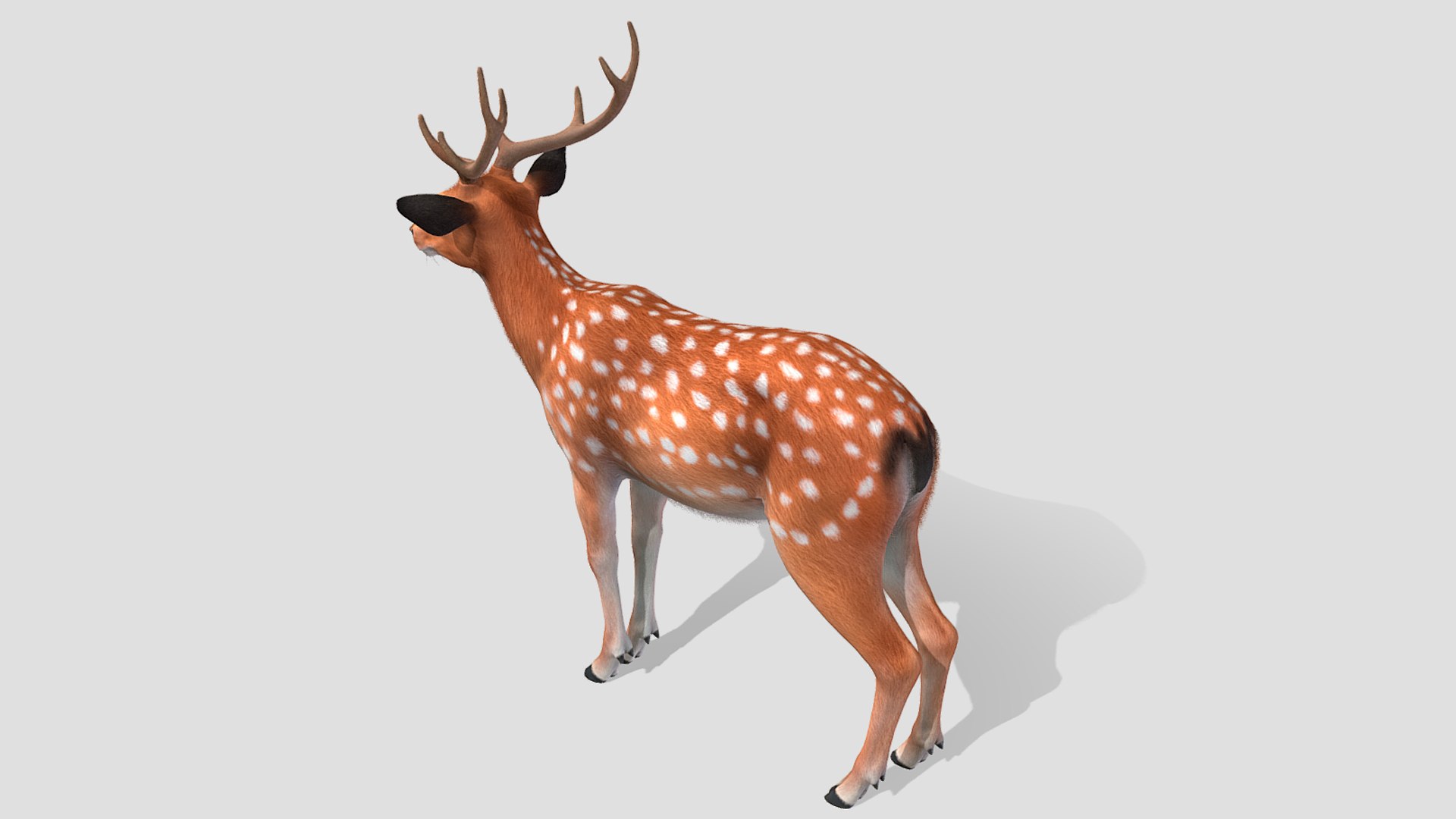 Deer - Stag Model - TurboSquid 2143628