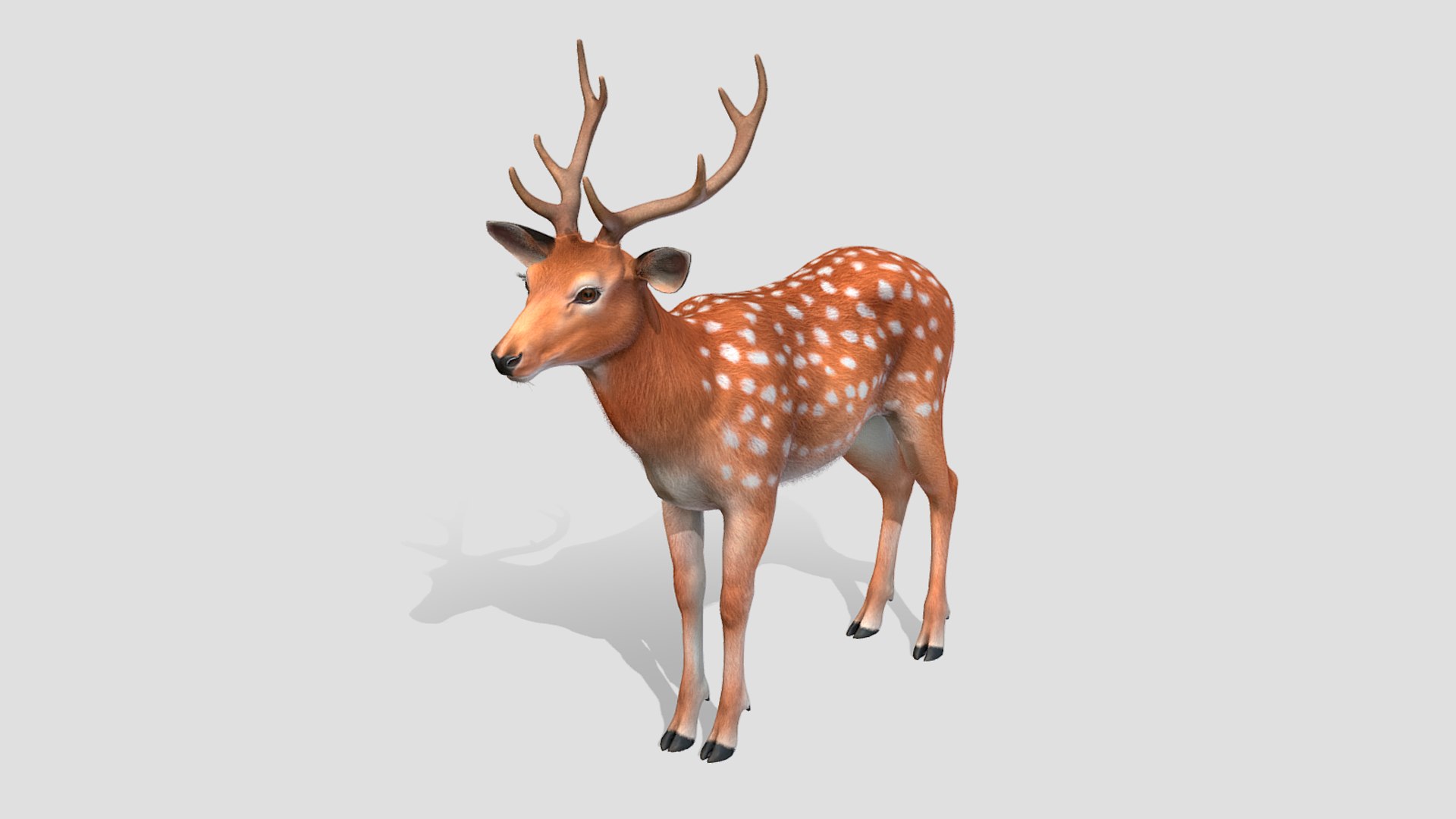 Deer - Stag Model - TurboSquid 2143628