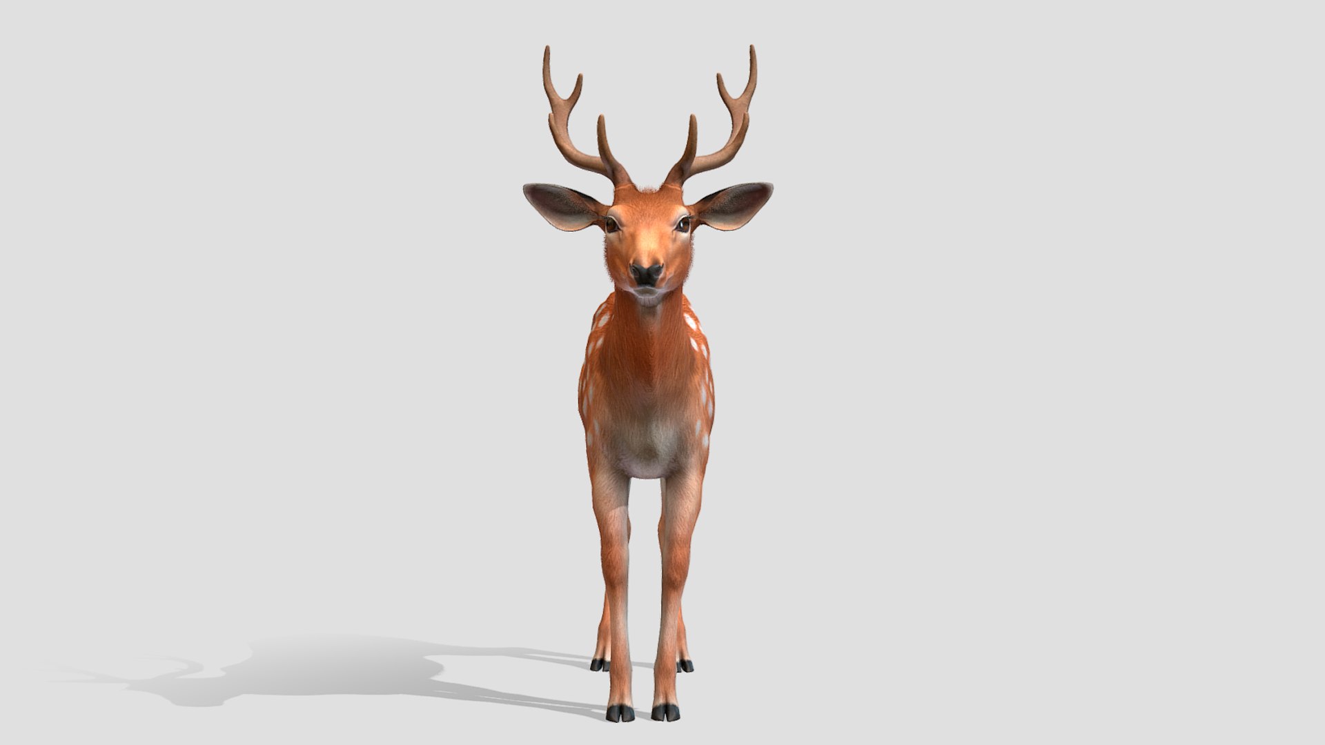 Deer - Stag Model - TurboSquid 2143628