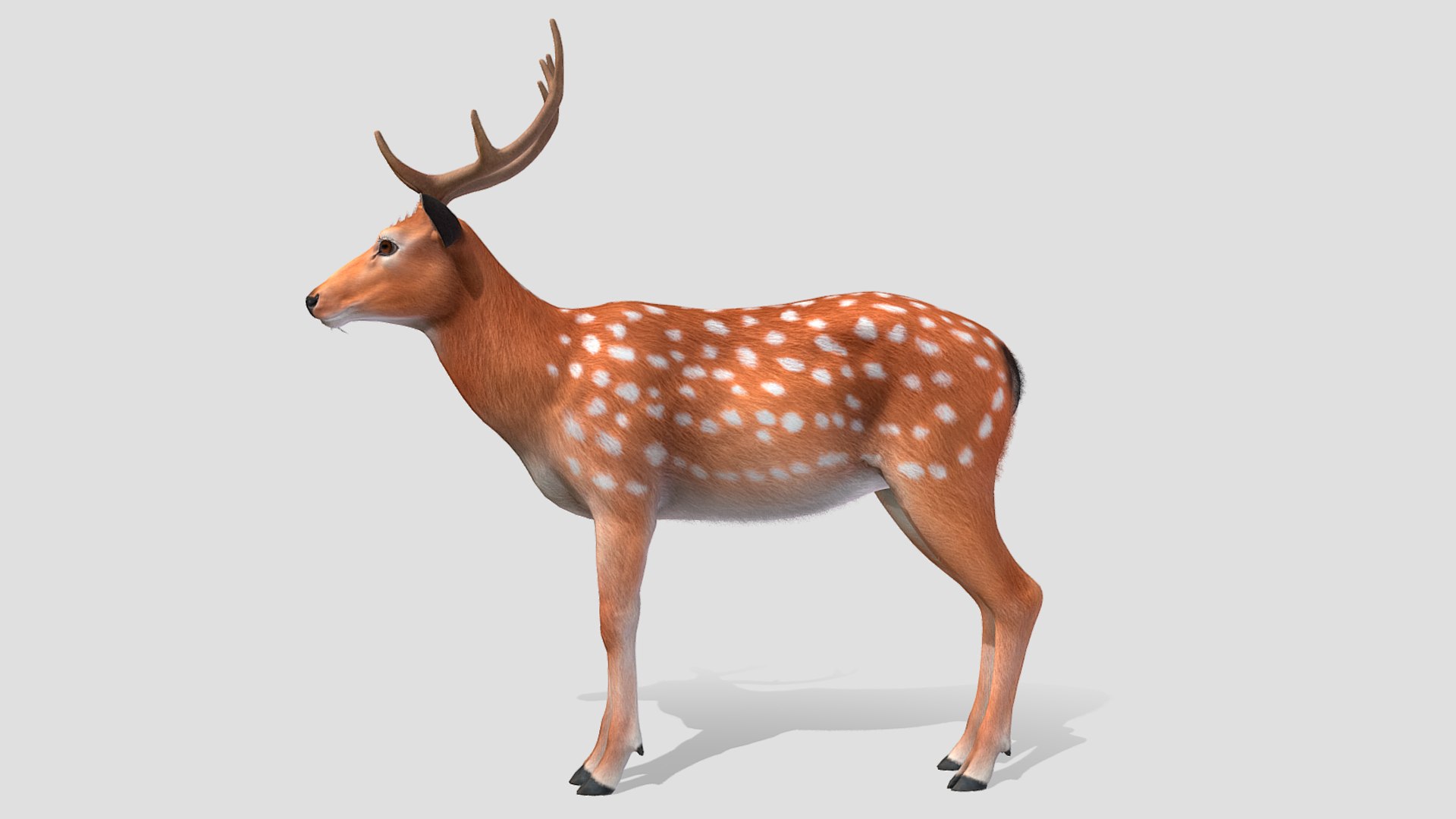 Deer - Stag Model - TurboSquid 2143628