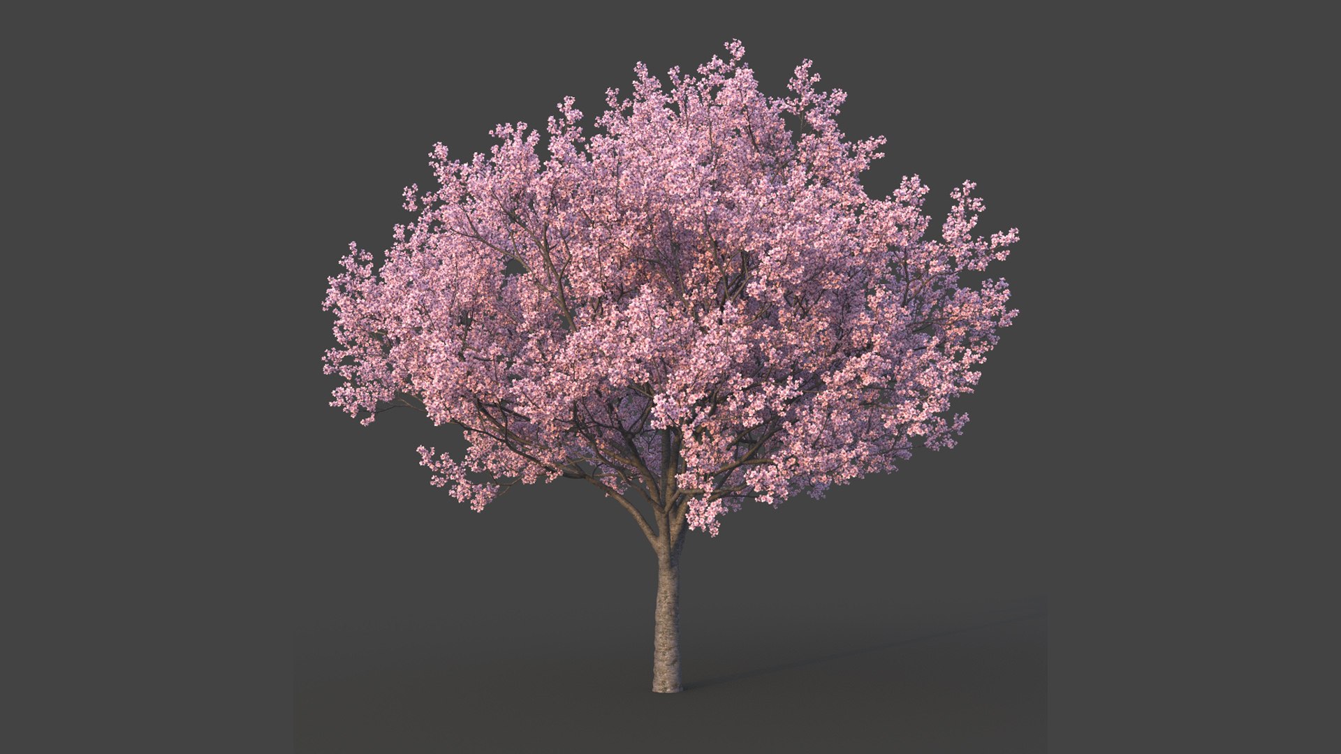Sakura Tree Model - TurboSquid 1912922