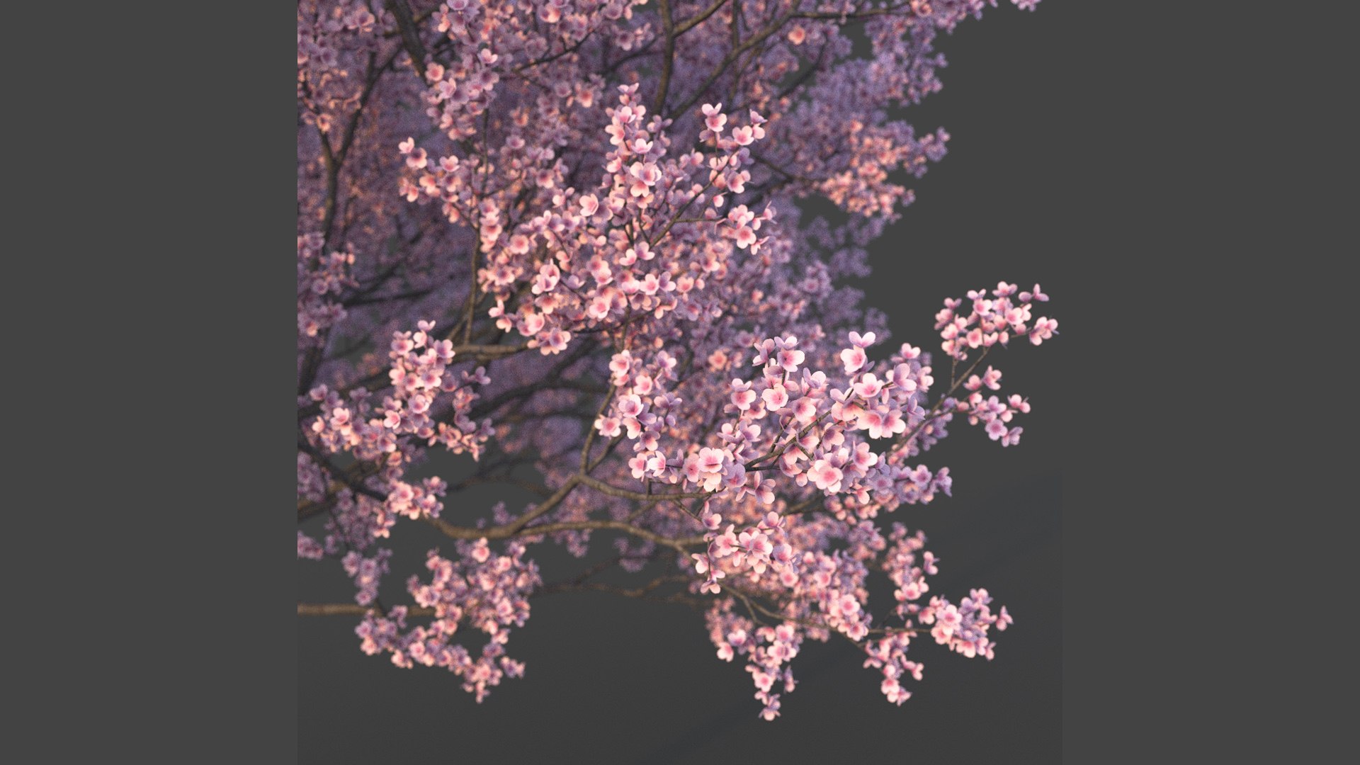 Sakura Tree Model - TurboSquid 1912922