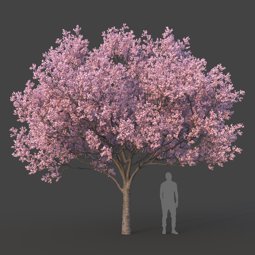 Sakura Tree model - TurboSquid 1912922