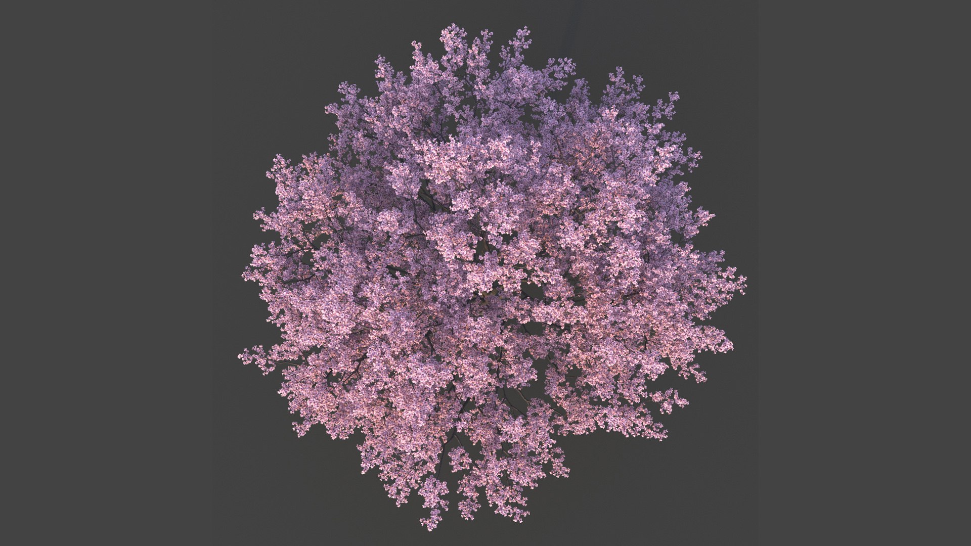 Sakura Tree Model - TurboSquid 1912922
