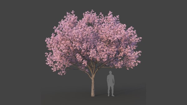 Sakura Tree model - TurboSquid 1912922