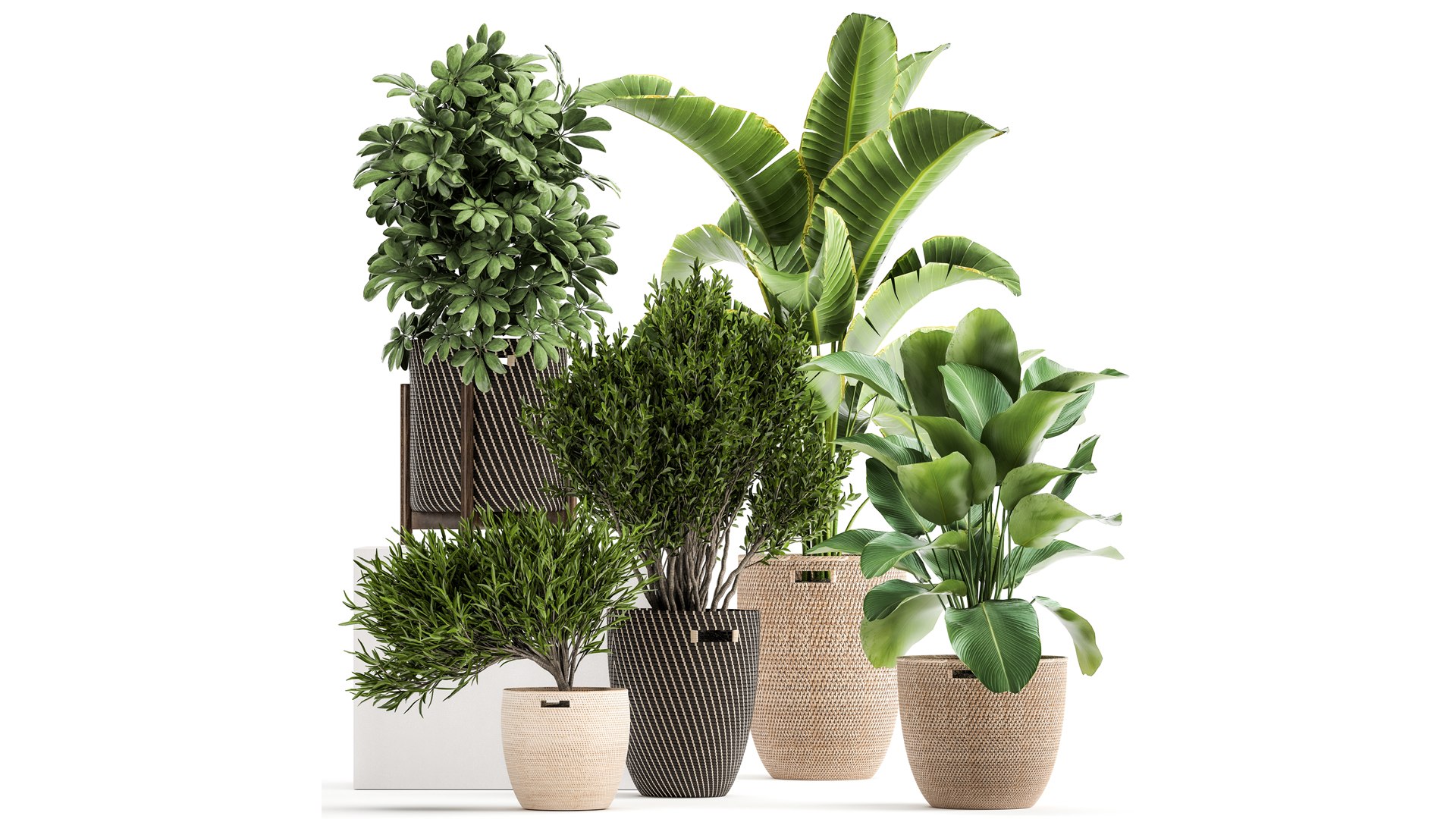 3D Ornamental Plants In Rattan Baskets 1036 Model - TurboSquid 1781255