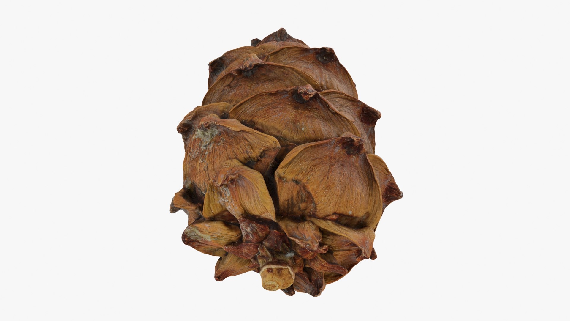 3D Pine Nut Taiga 03 Model - TurboSquid 2286572