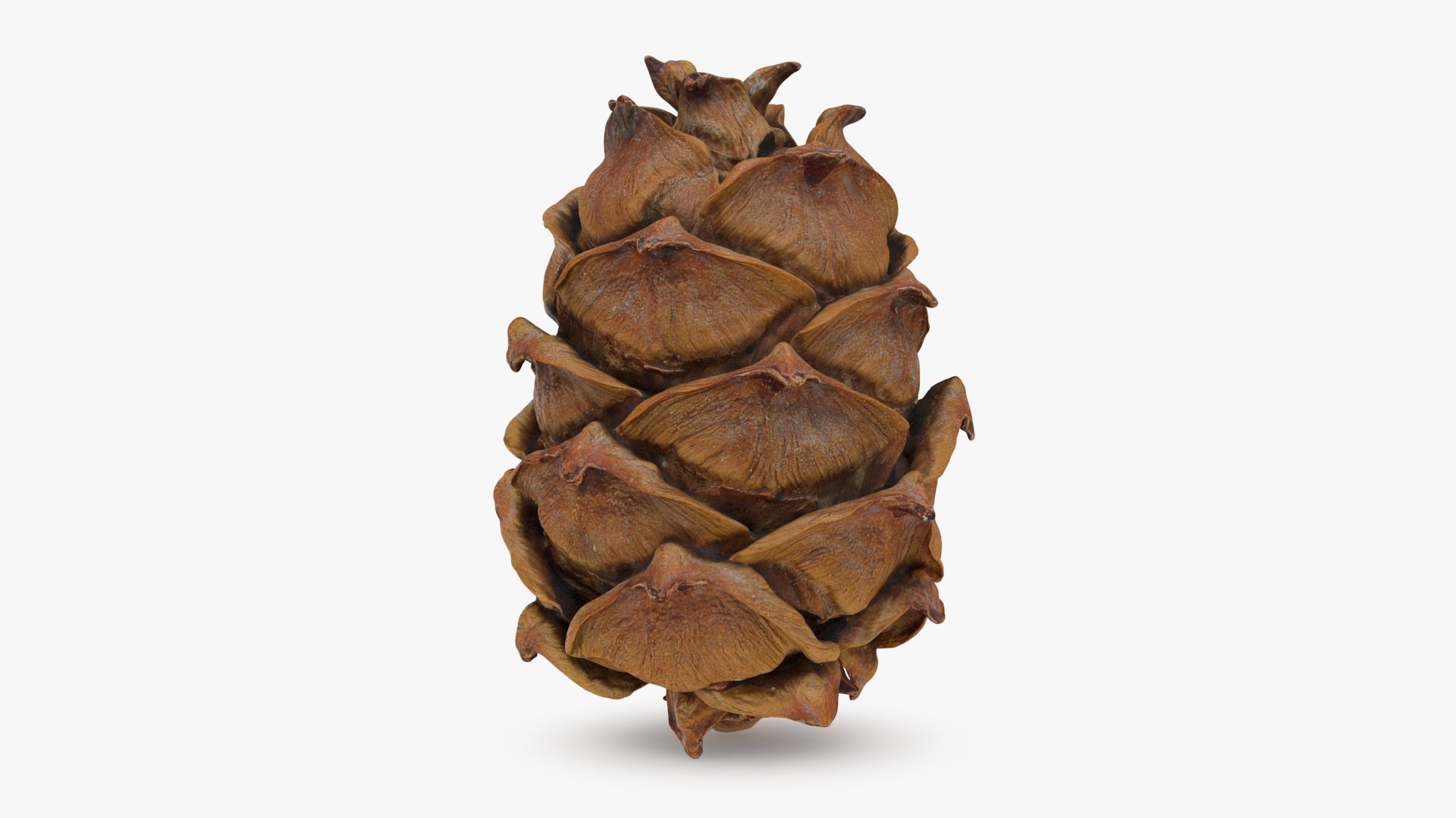 3D Pine Nut Taiga 03 Model - TurboSquid 2286572