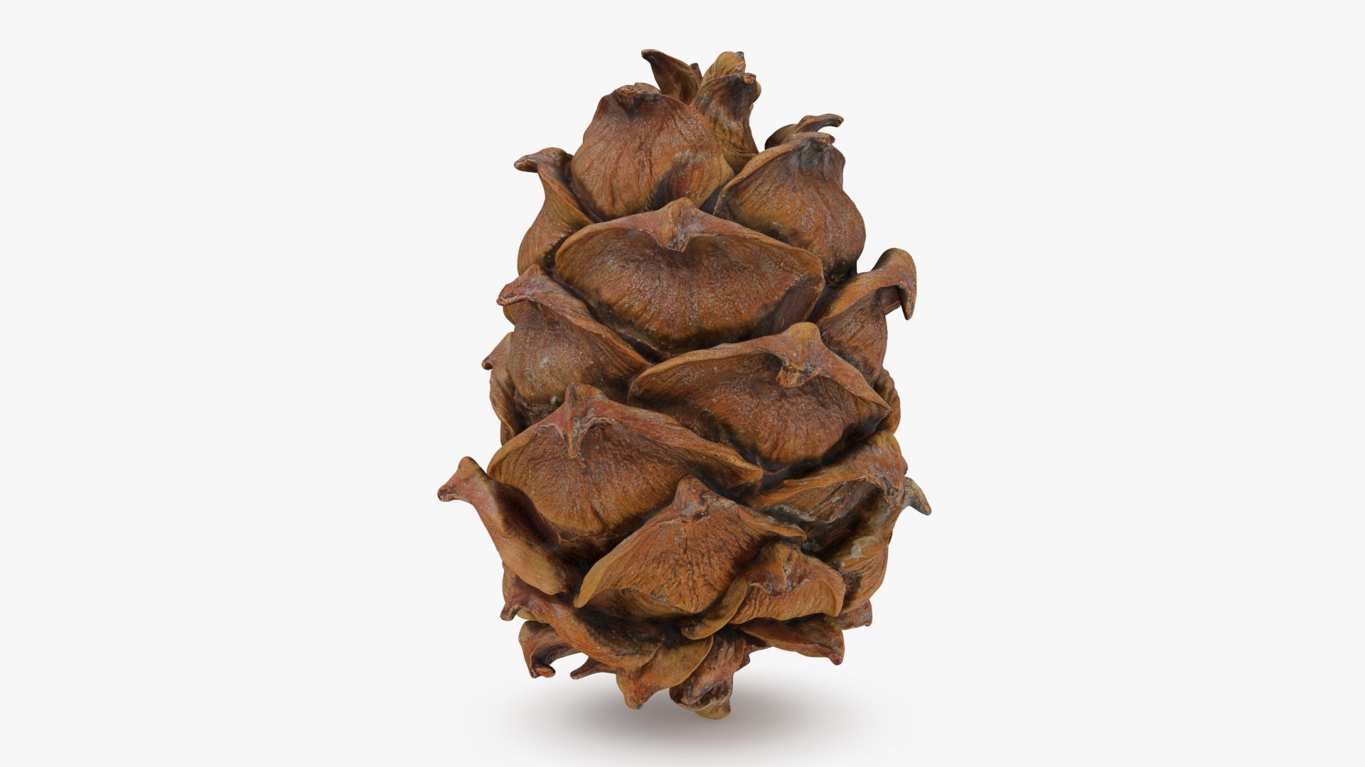 3D Pine Nut Taiga 03 Model - TurboSquid 2286572