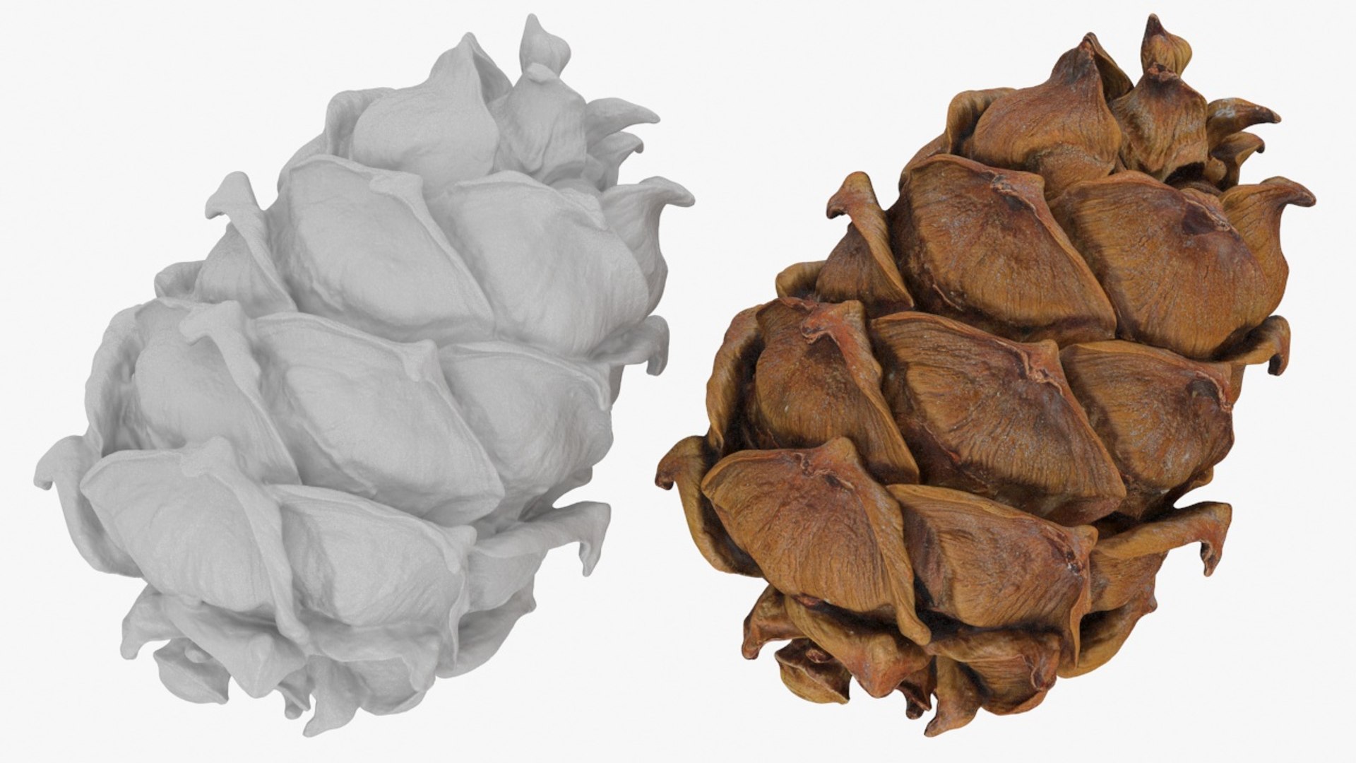 3D Pine Nut Taiga 03 Model - TurboSquid 2286572