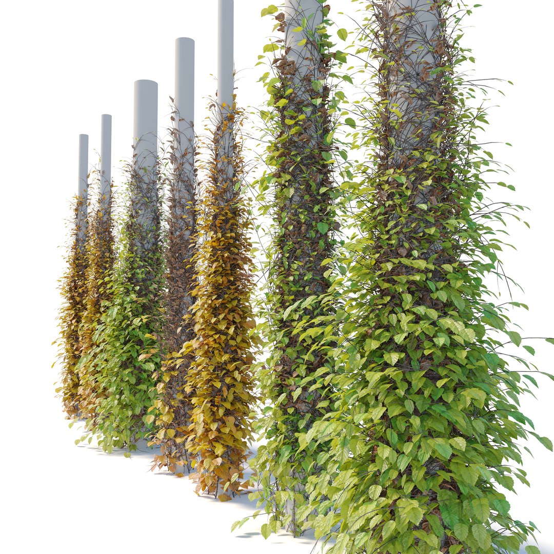 3D Vine Plant 05 Model - TurboSquid 1932532