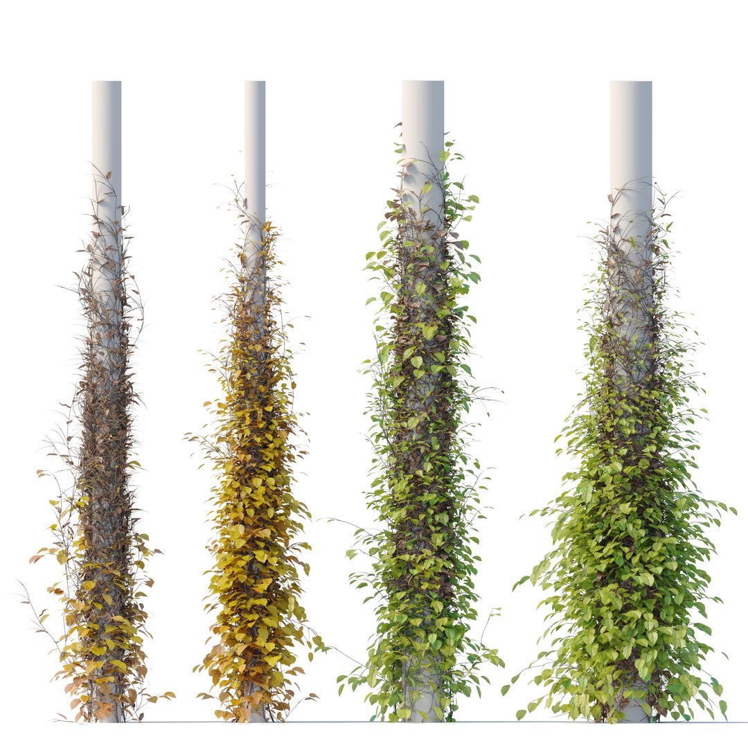 3D Vine Plant 05 Model - TurboSquid 1932532