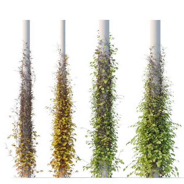 Vine 3D Models for Download | TurboSquid