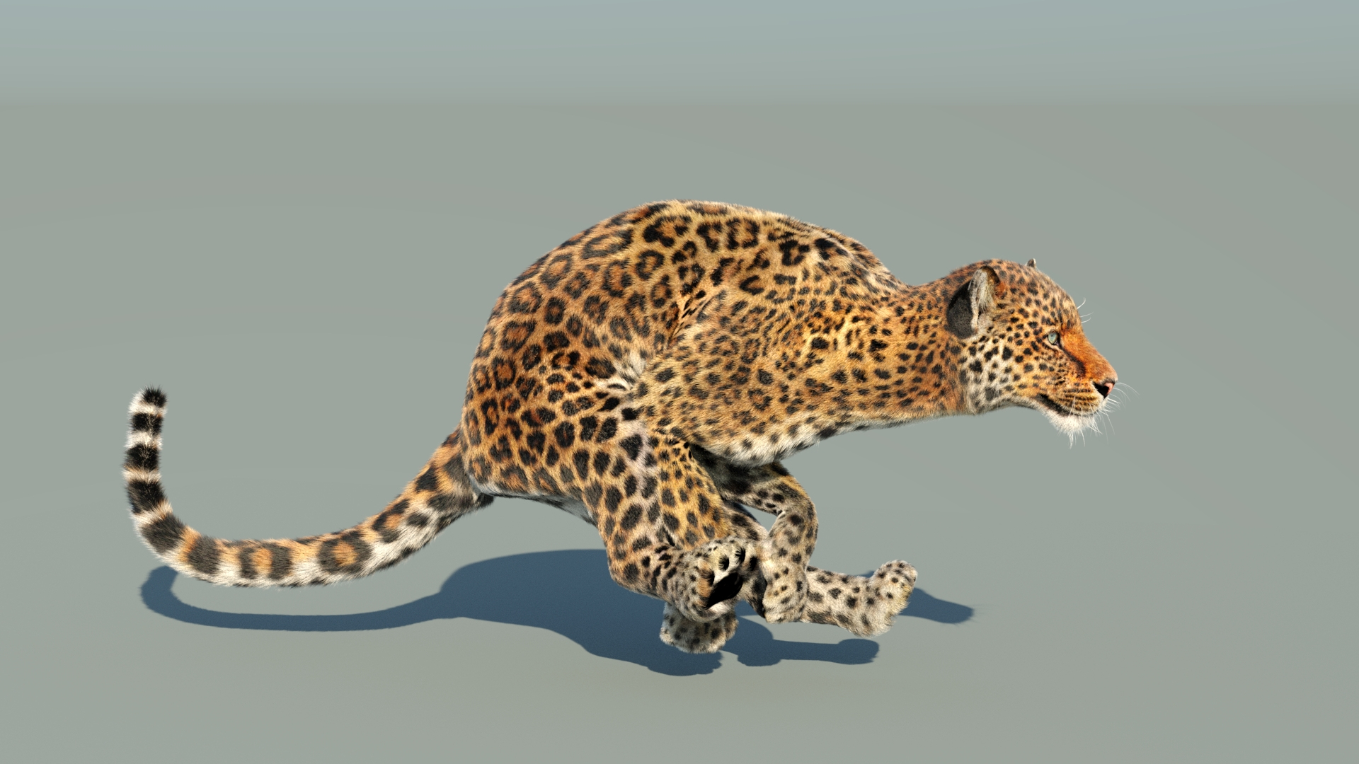 Leopard Animated Fur Model - TurboSquid 1821106