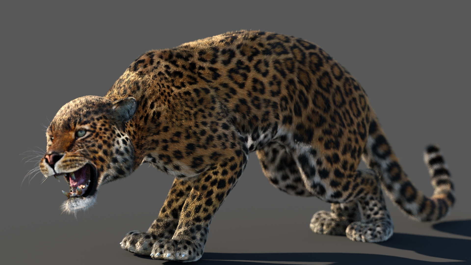 Leopard Animated Fur model - TurboSquid 1821106