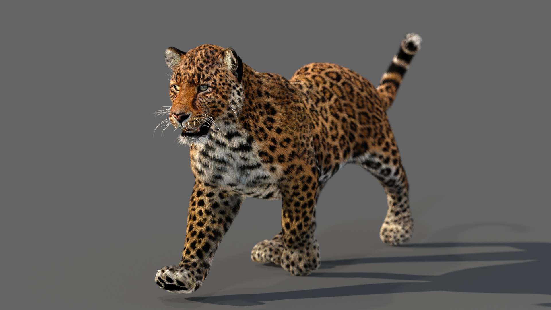 Leopard Animated Fur model - TurboSquid 1821106