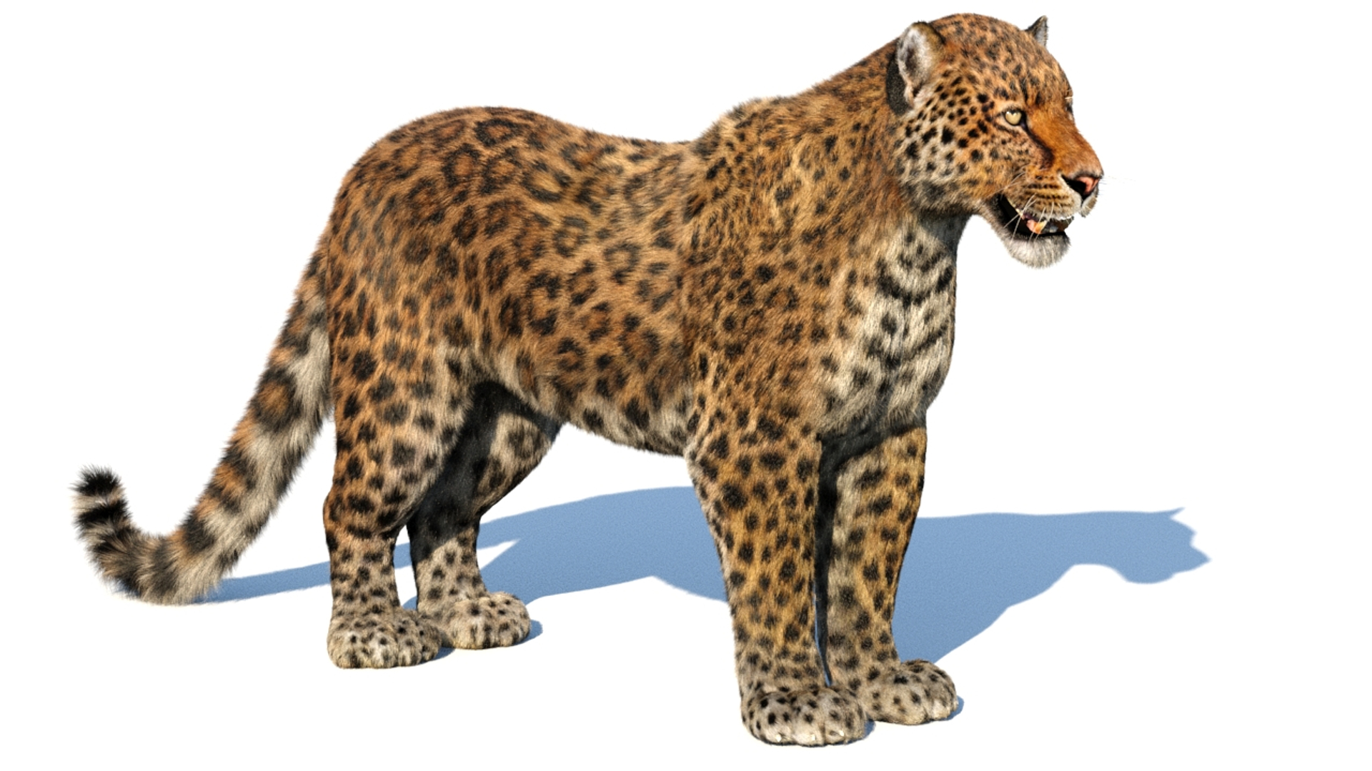 Leopard Animated Fur model - TurboSquid 1821106