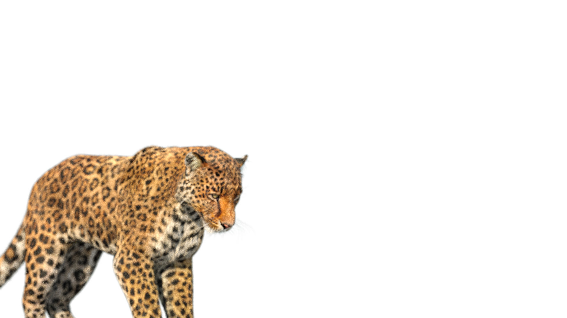 Leopard Animated Fur model - TurboSquid 1821106