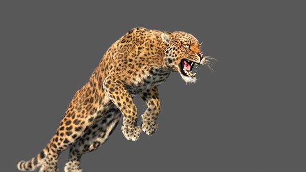 Leopard Animated Fur model - TurboSquid 1821106