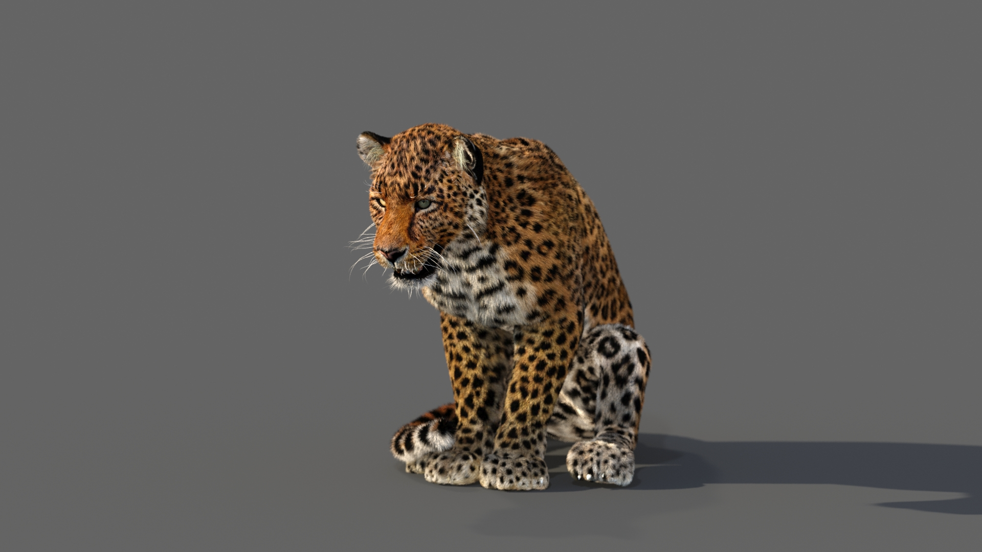 Leopard Animated Fur model - TurboSquid 1821106