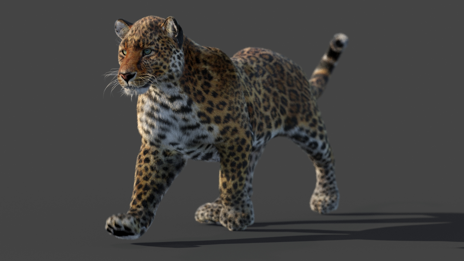 Leopard Animated Fur model - TurboSquid 1821106