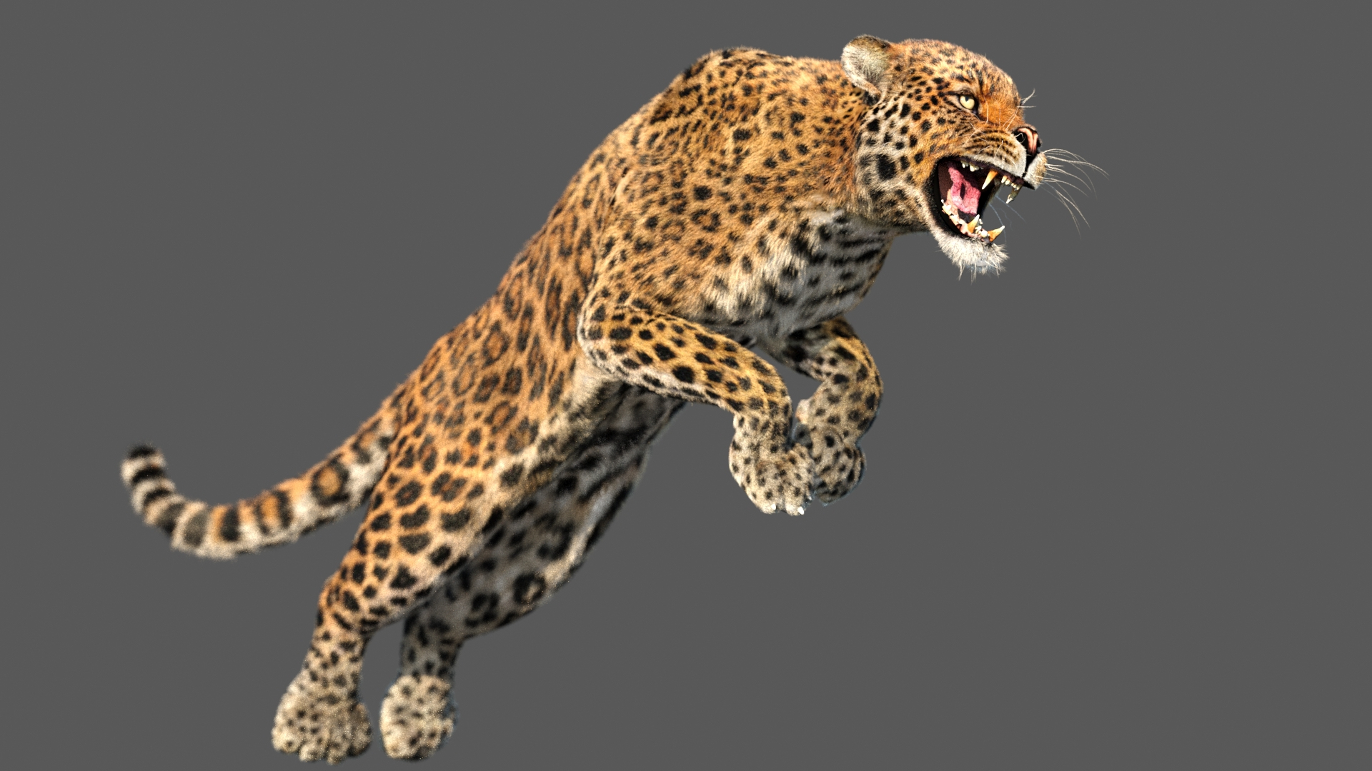 Leopard Animated Fur model - TurboSquid 1821106
