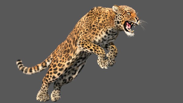 Leopard Animated Fur model - TurboSquid 1821106